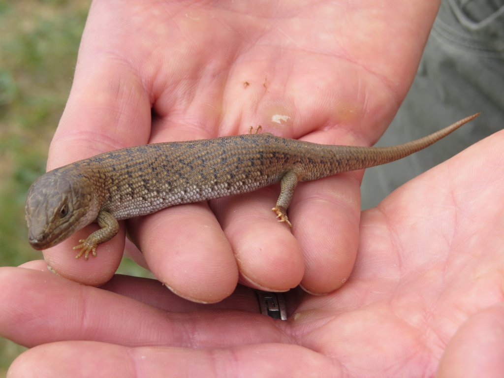 Powering the conservation of SA's Pygmy Lizard - Flow Power