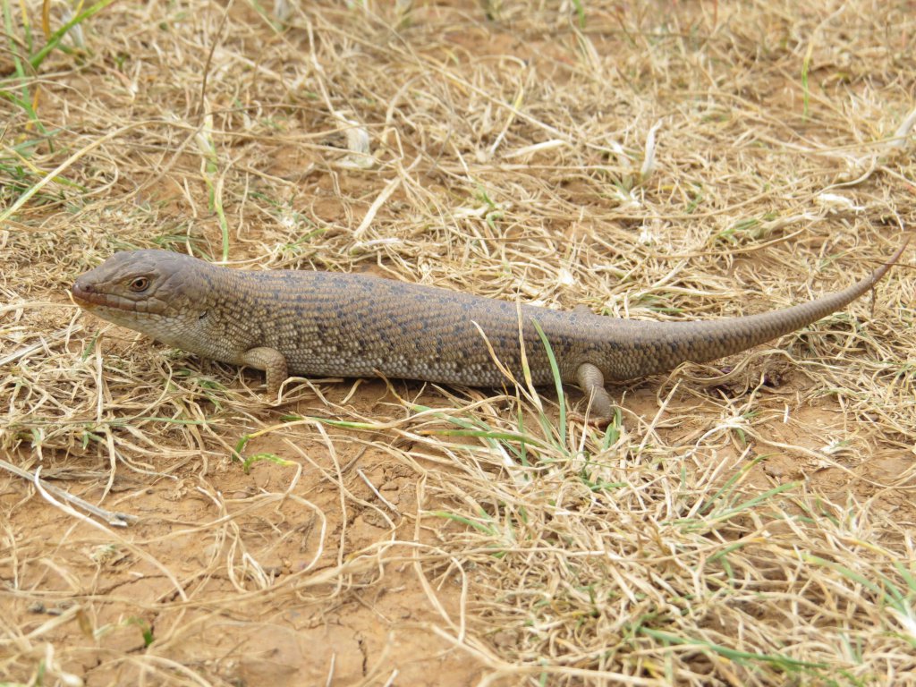 Powering the conservation of SA's Pygmy Lizard - Flow Power