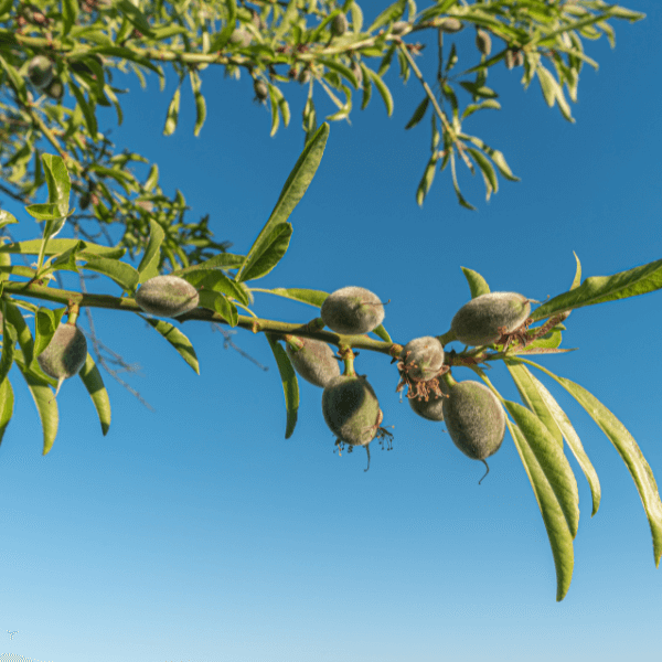 Olam Orchards Uses Smart Energy Technology | Flow Power